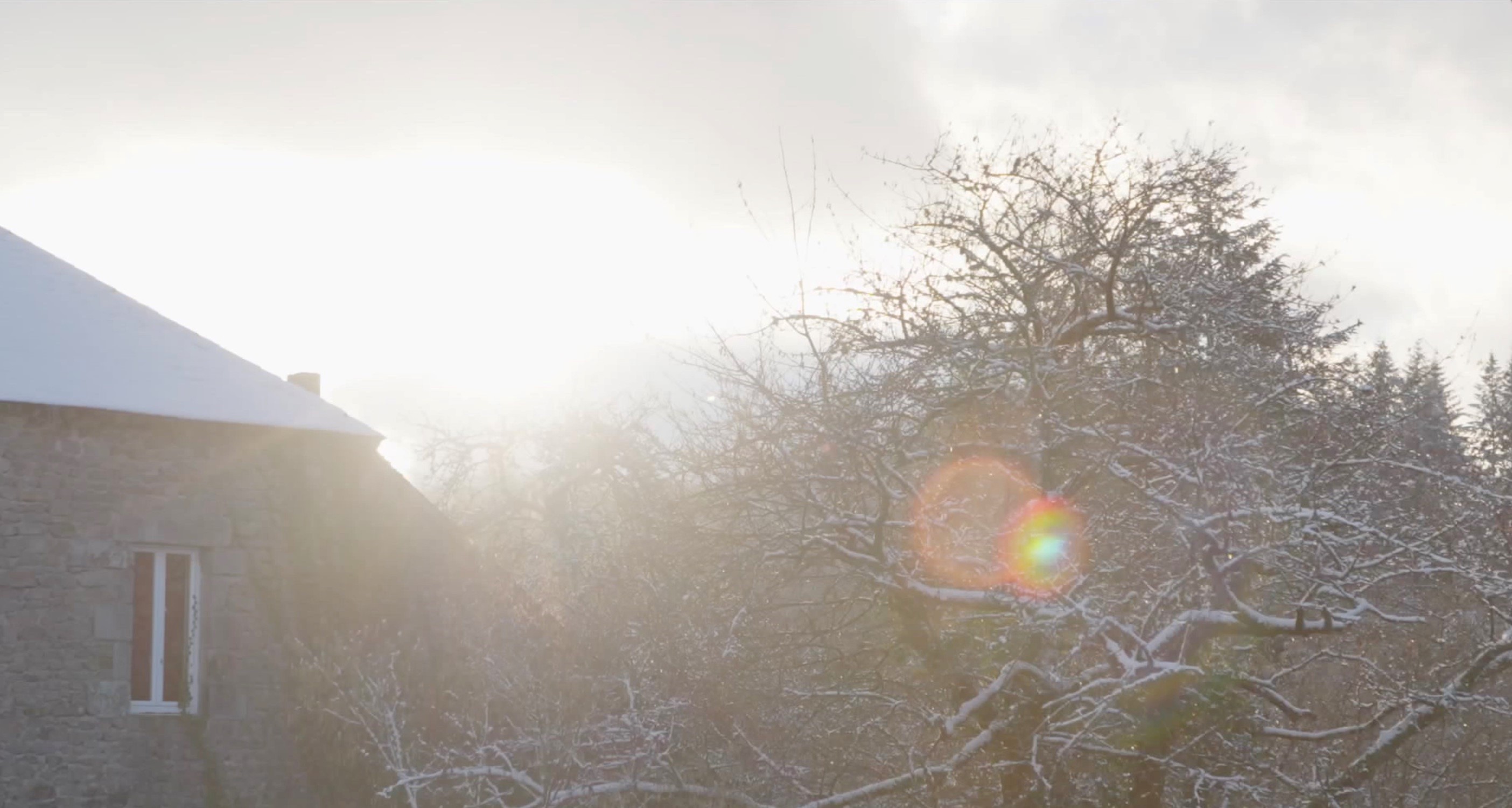 Visuel - Du côté de Germont - arbre | ALCA Nouvelle-Aquitaine