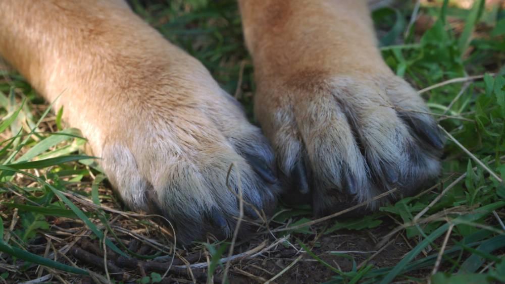 Vivant et sensible : L' Animal aux yeux de la loi | ALCA Nouvelle-Aquitaine